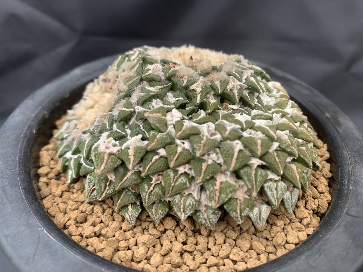 Yahoo!オークション - サボテン・多肉植物 C79 姫牡丹