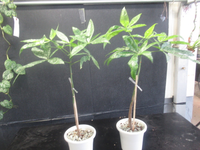 Yahoo!オークション - KN パキラ グラブラ ‘ミルキーウェイ‘（PACH...