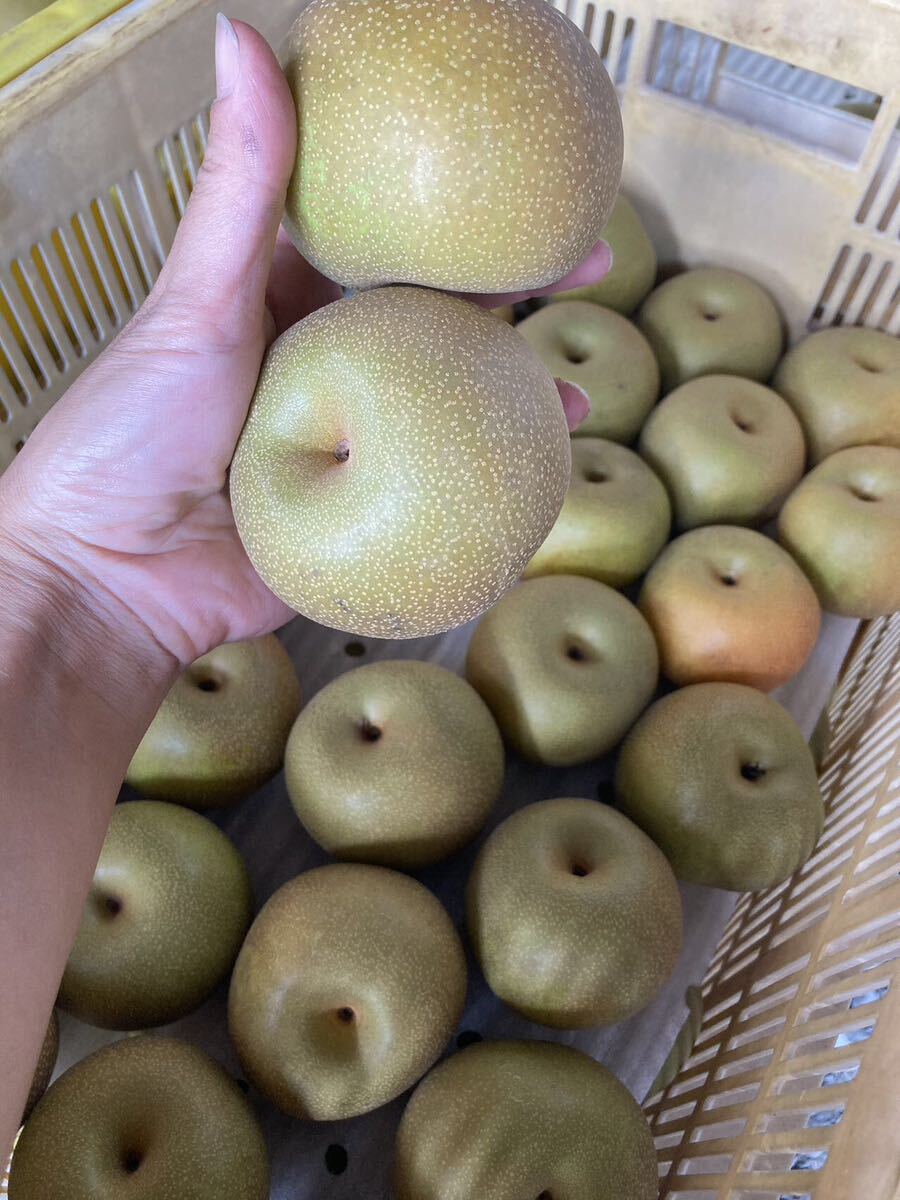 Yahoo!オークション - 455.栃木県産採りたて梨 みずみずしい なし 梨 ...