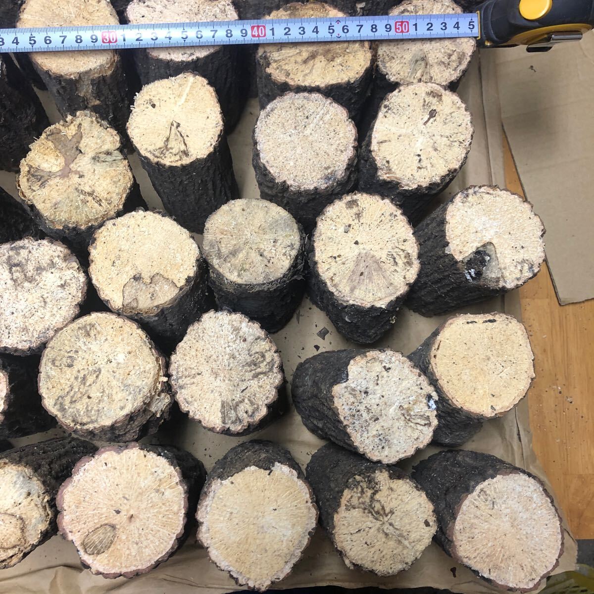 Yahoo!オークション - 【K080】産卵木 小径木 大放出59本 クヌギ コナ...