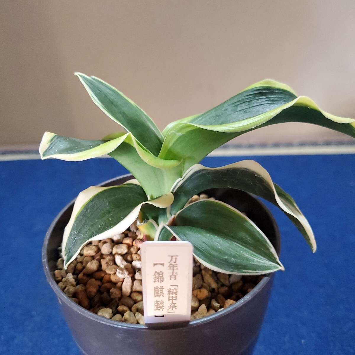 万年青 錦麒麟(観葉植物)｜売買されたオークション情報、yahooの商品情報をアーカイブ公開 - オークファン（aucfan.com）