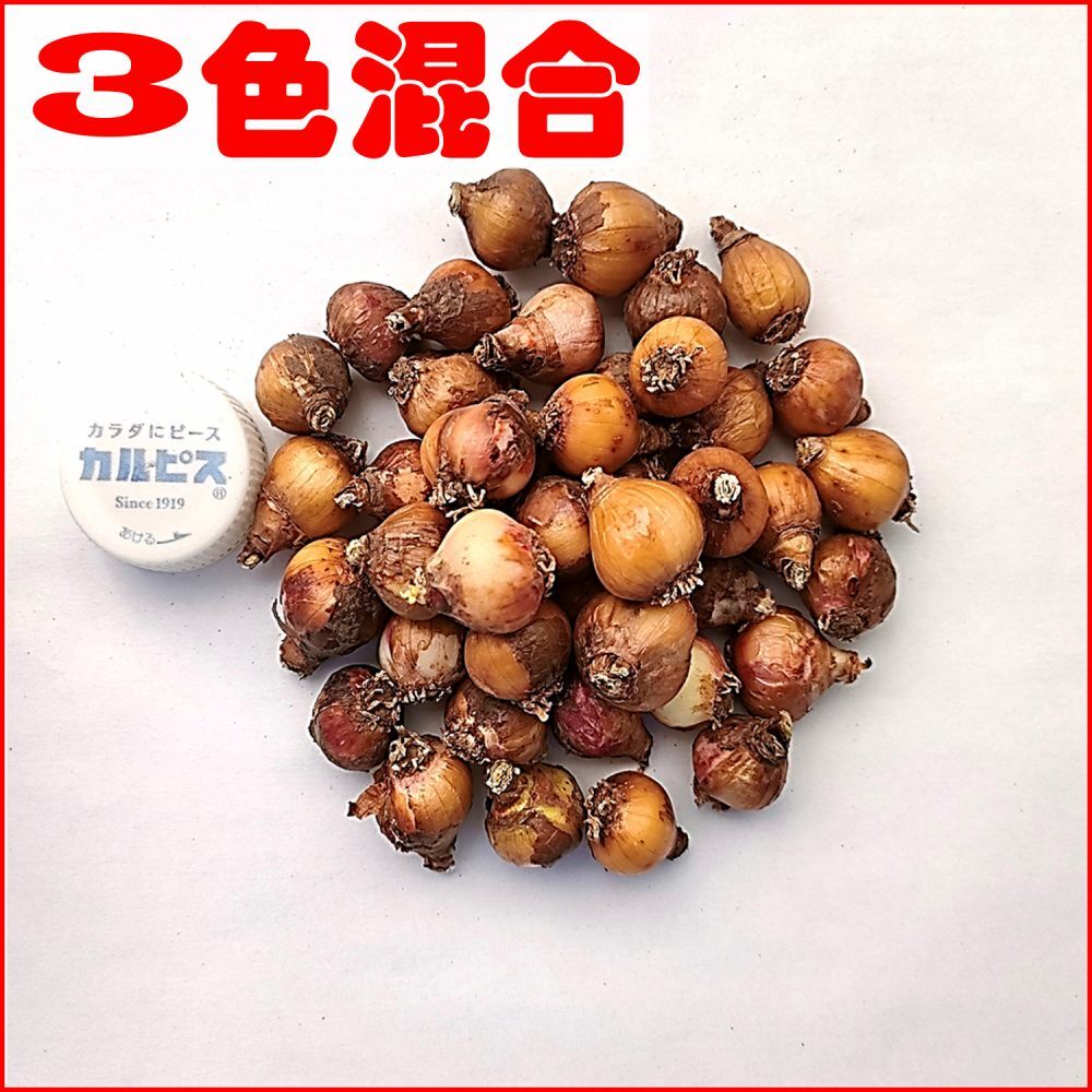 Yahoo!オークション - 10球ミックス ゼフィランサス 球根 可愛い ピン...