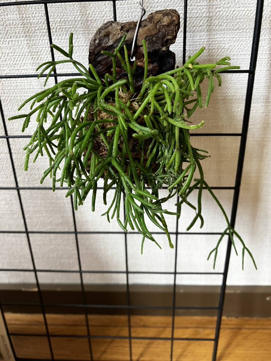 リプサリス 流木付け 活着 テレス ヘテロクラダ ハンギング(サボテン)｜売買されたオークション情報、yahooの商品情報をアーカイブ公開 - オークファン（aucfan.com）