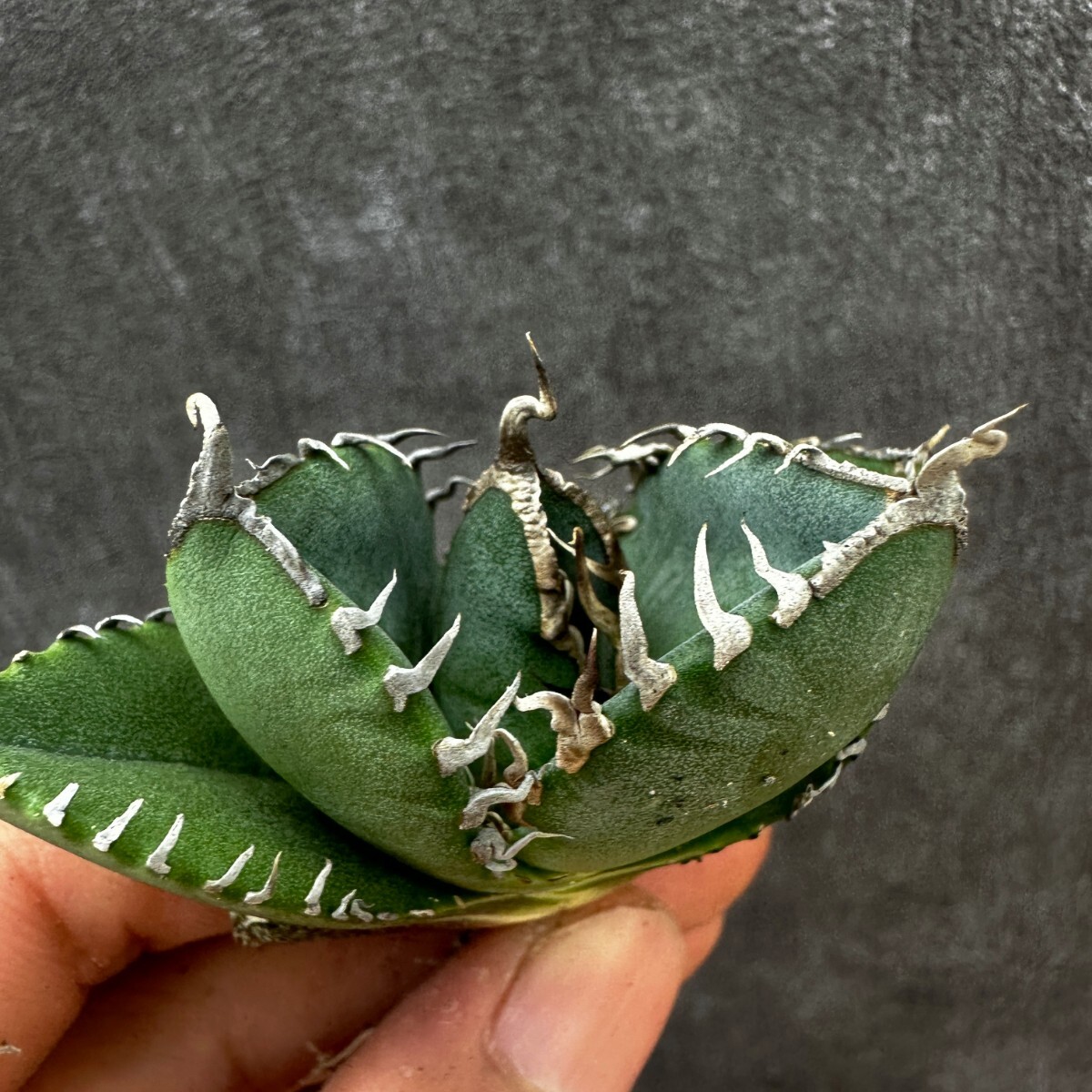 Yahoo!オークション - N30 特選 アガベ 多肉植物 チタノタ SAD 南アフ...