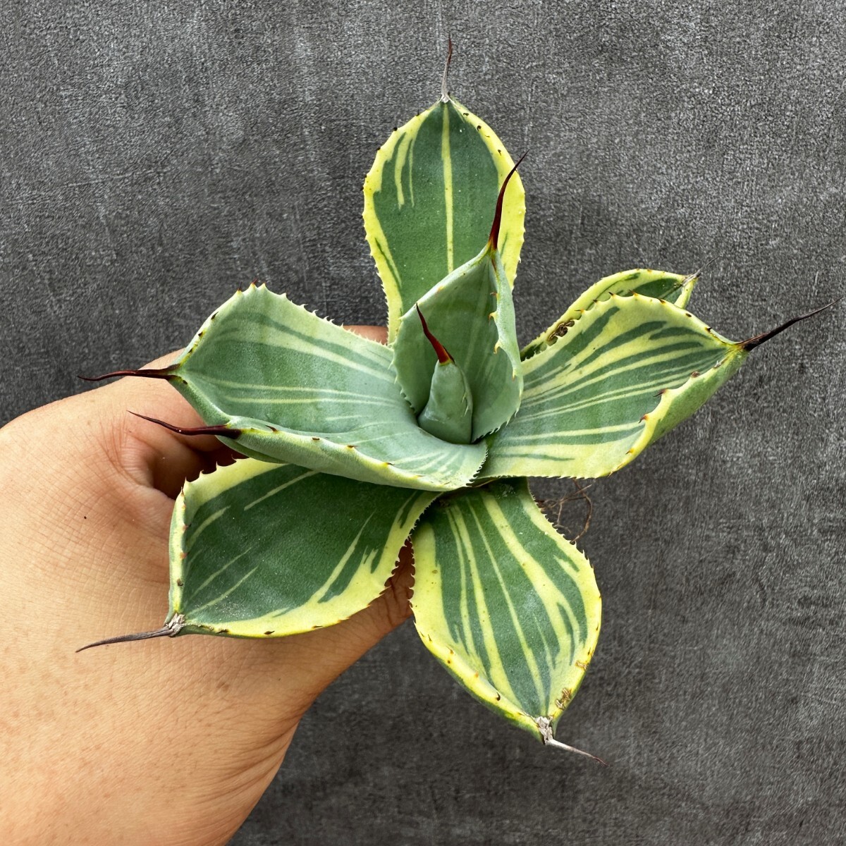 Yahoo!オークション - N31 アガベ パリー トランカータ オリザバ 希少...