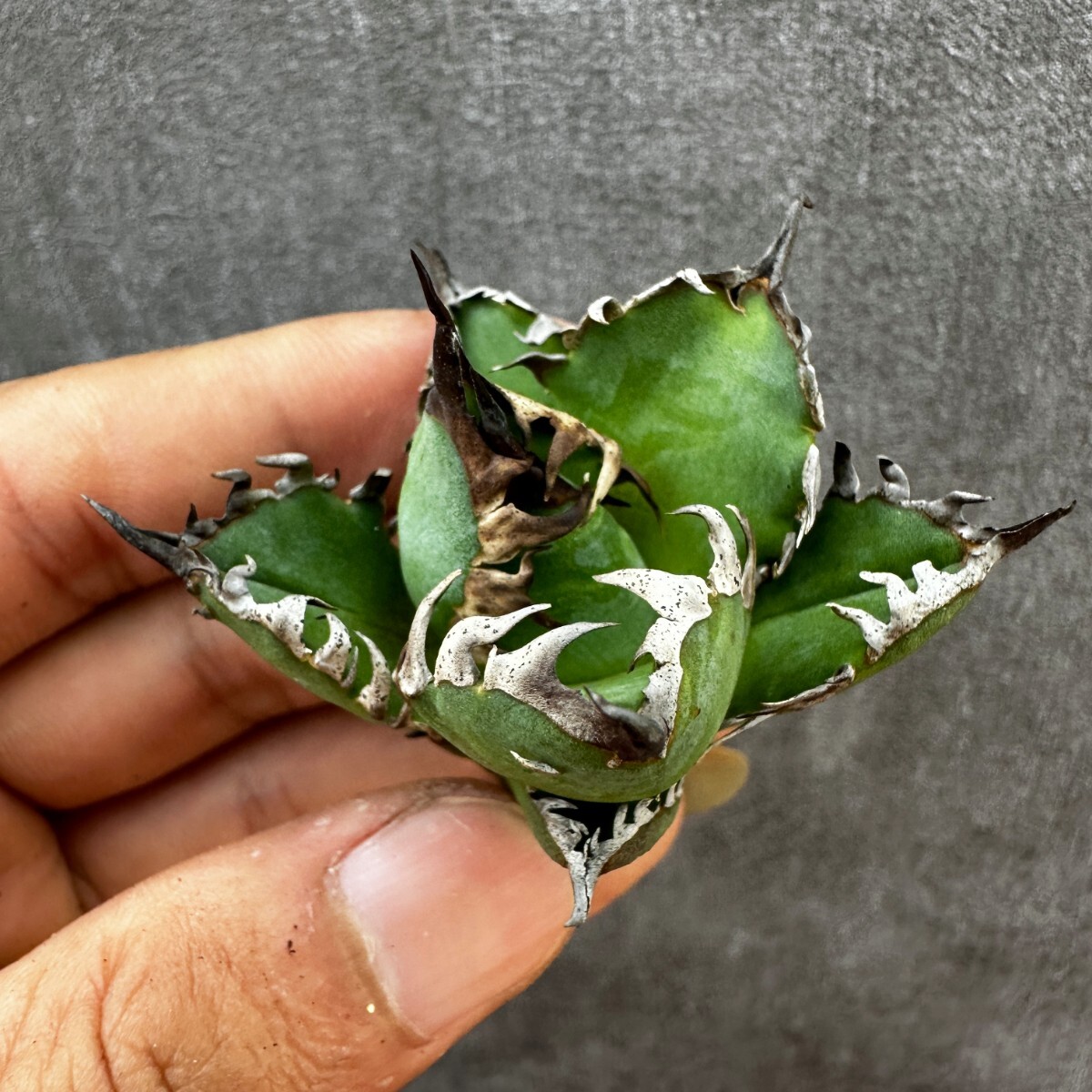 Yahoo!オークション - N48 多肉植物 アガベ チタノタ レッドキャットウ...