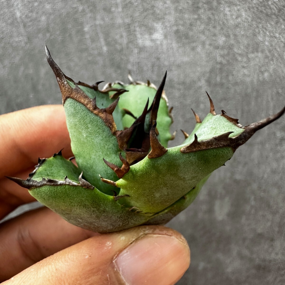 Yahoo!オークション - N69 アガベ チタノタ 翼竜 プテラノドン 子株 ag...