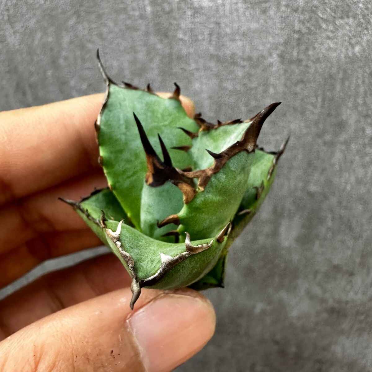 Yahoo!オークション - N69 アガベ チタノタ 翼竜 プテラノドン 子株 ag...