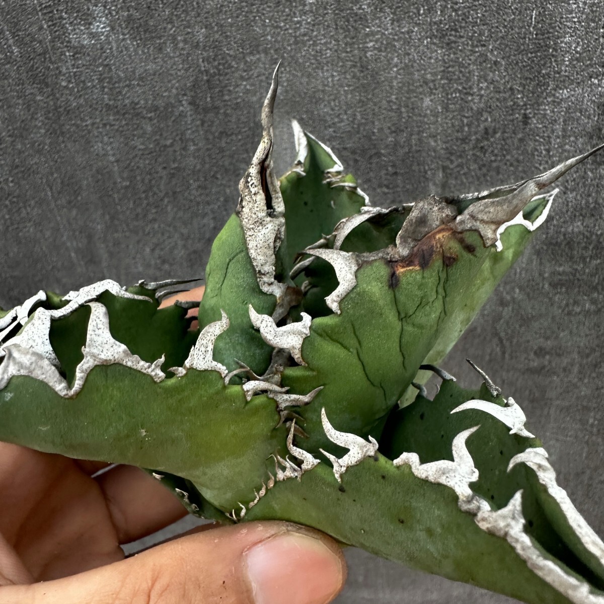 Yahoo!オークション - N73 アガベ チタノタ Agave oteroi Oaxaca speci...