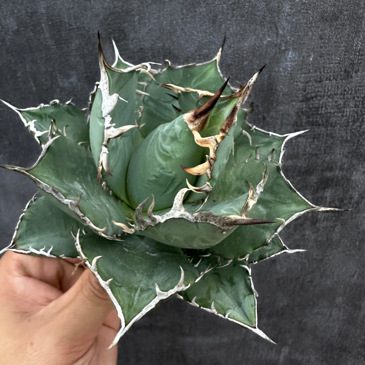 Yahoo!オークション - P6 AGAVE TITANOTA FO-076 アガベ チタノタ 強棘...