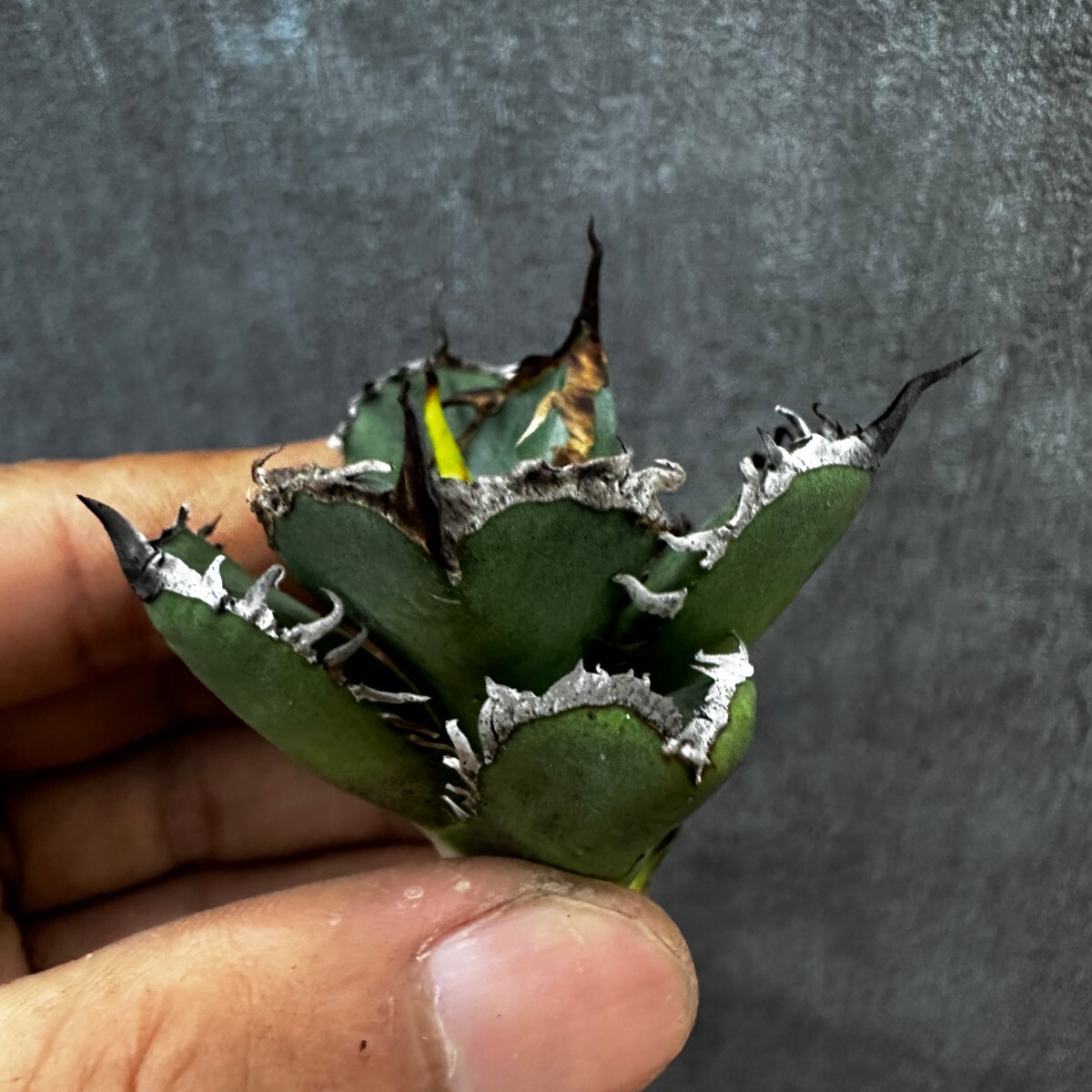 P8 アガベチタノタ烈焔 逆棘 胴切り天芽子株 極上大子株(アガベ)｜売買されたオークション情報、yahooの商品情報をアーカイブ公開 - オークファン（aucfan.com）