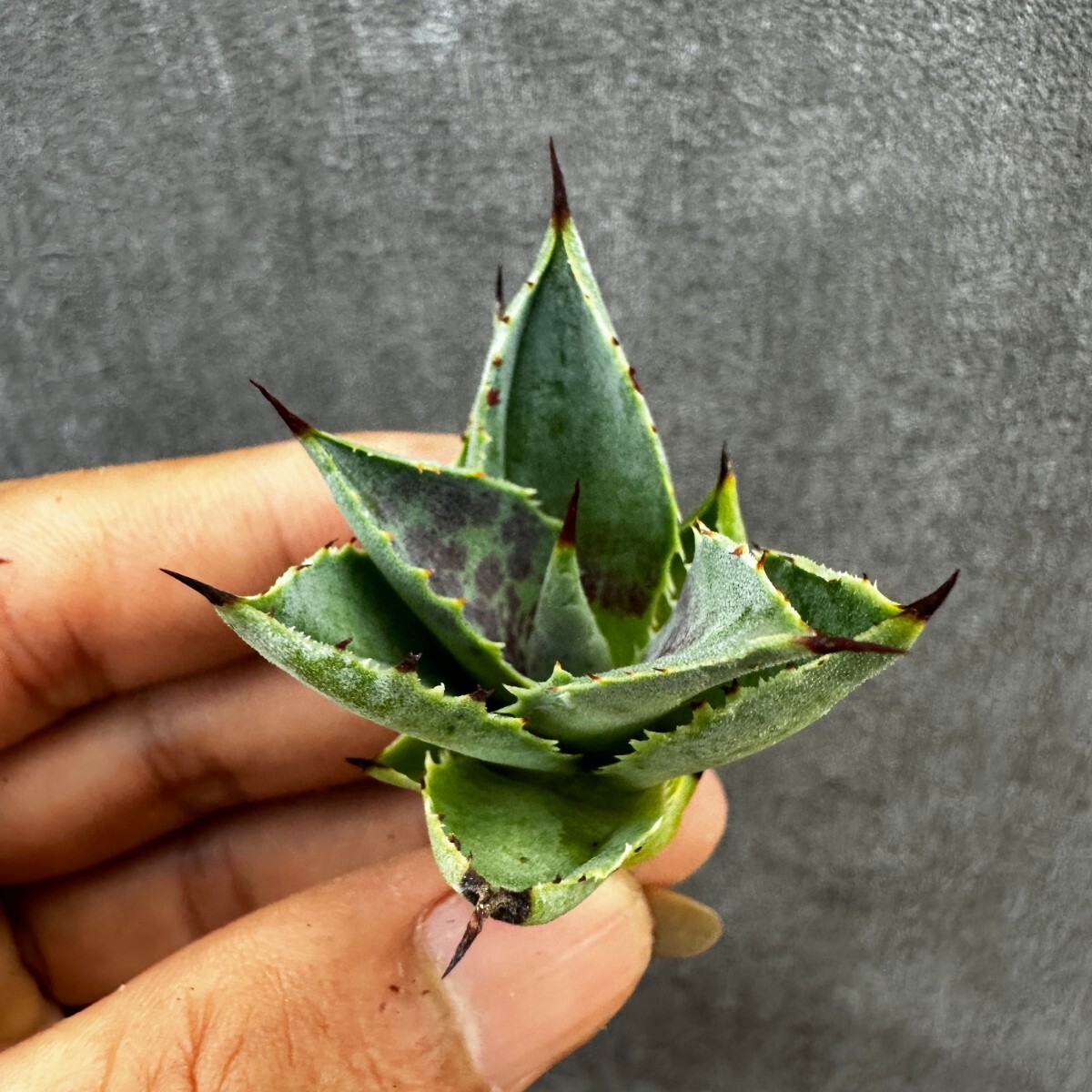 Yahoo!オークション - P57 アガベ マンガベブラッドスポット×イシスメ...