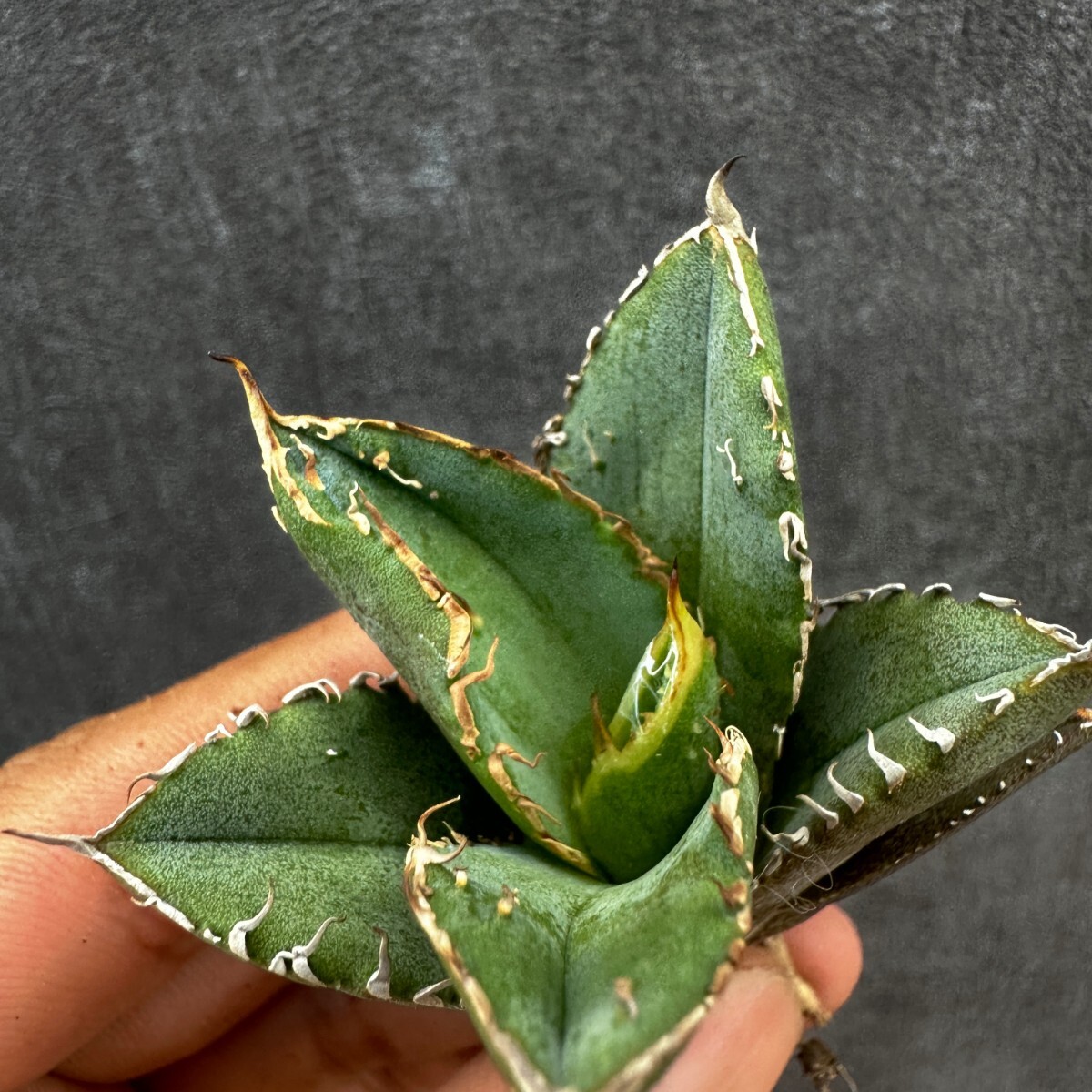 Yahoo!オークション - P66 多肉植物アガベ チタノタ 鰐亀極上子株 TC株