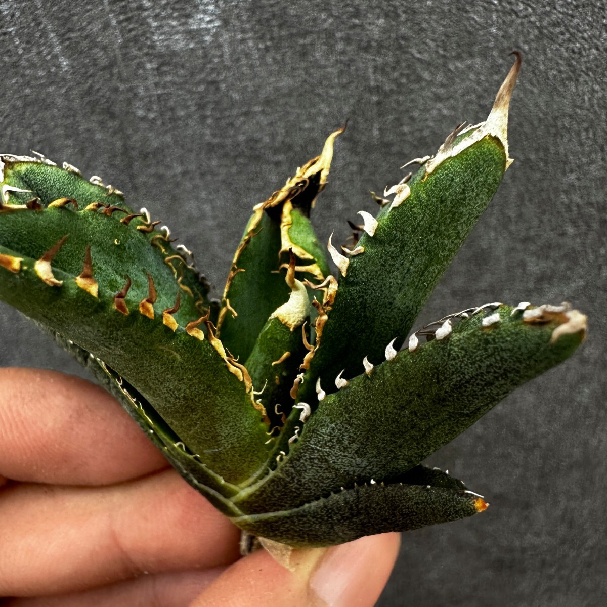 Yahoo!オークション - P72 多肉植物アガベ チタノタ 鰐亀極上子株 TC株