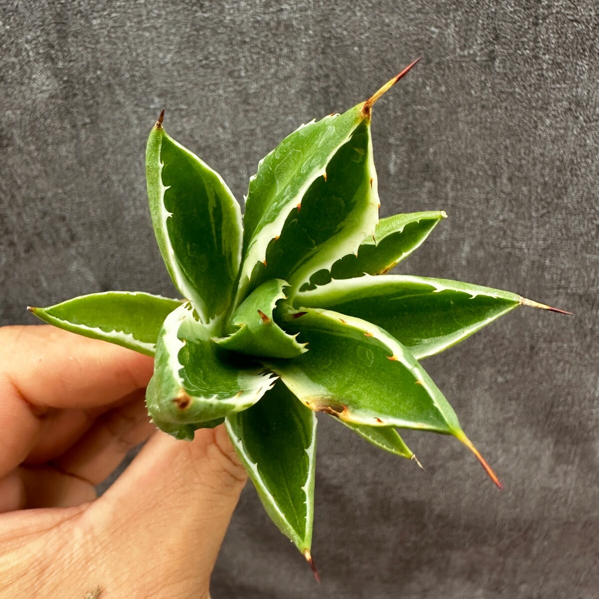 Yahoo!オークション - Q14 多肉植物アガべ ポタトラム キュービック錦 ...