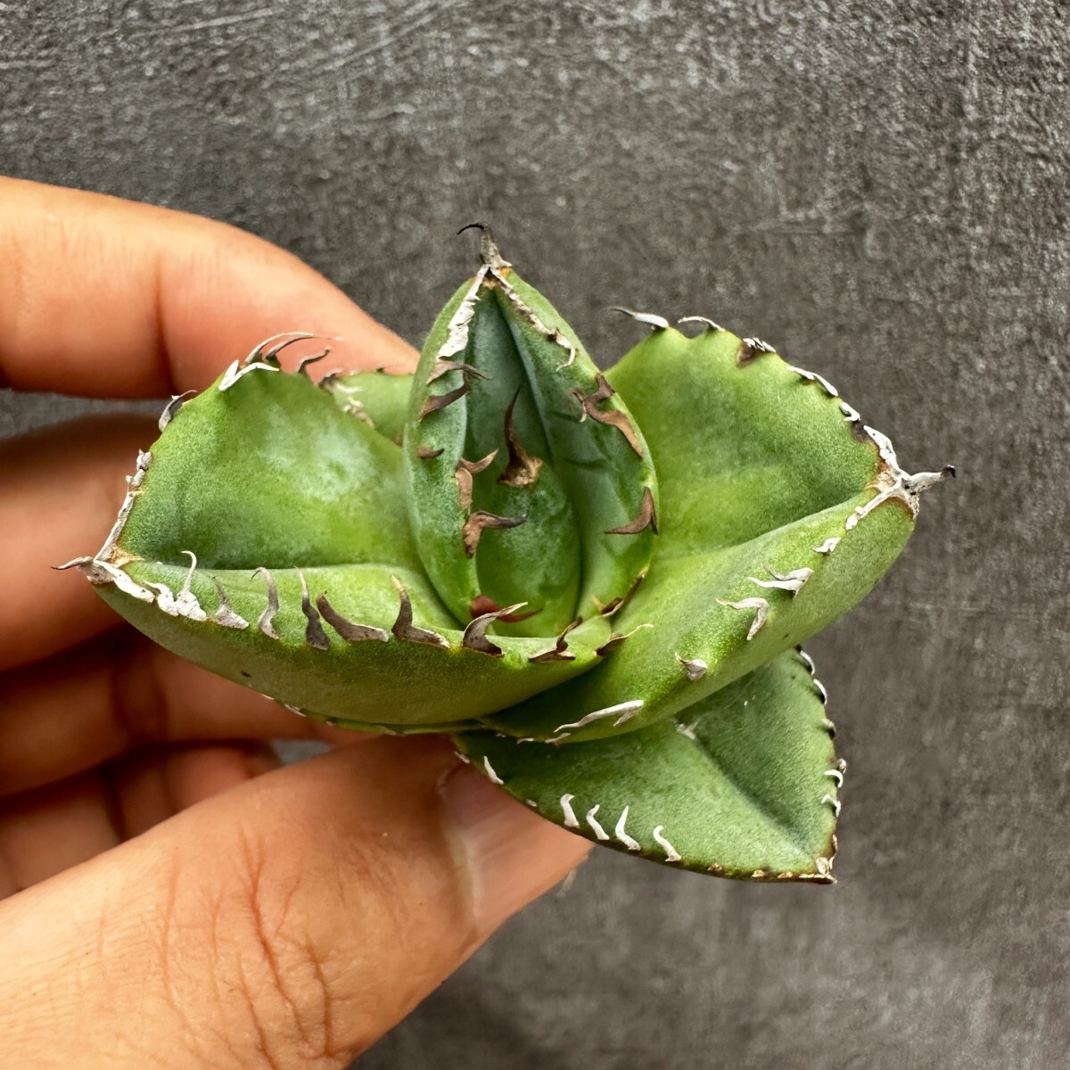 Yahoo!オークション - Q30 アガベ チタノタ Juggernaut × FO-076 hybr...