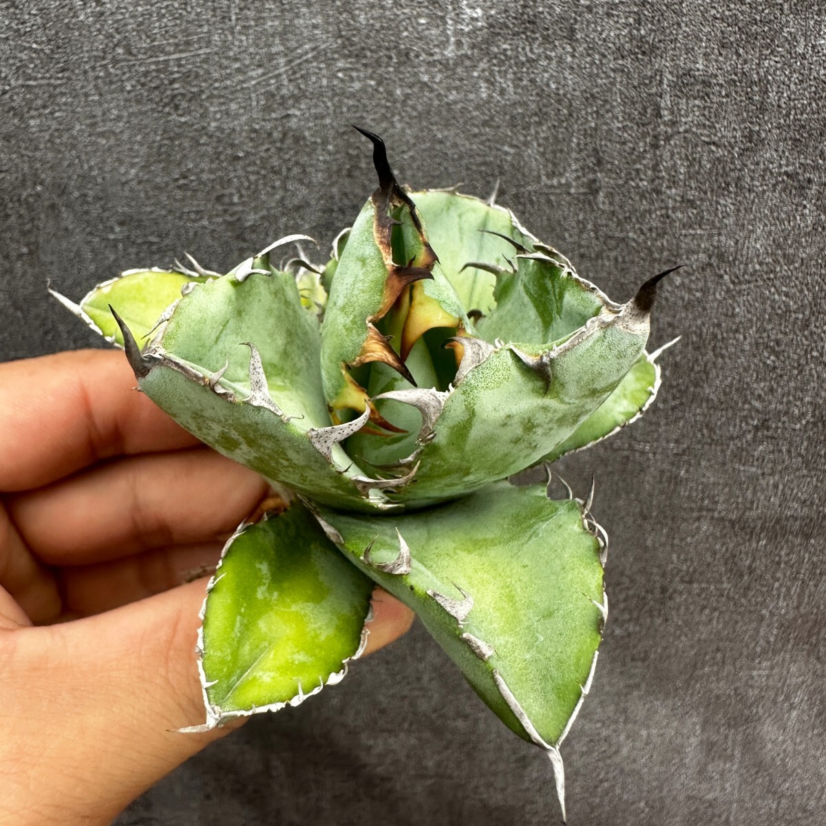 Yahoo!オークション - Q34 アガベ 多肉植物 チタノタ BB ブラックアン...