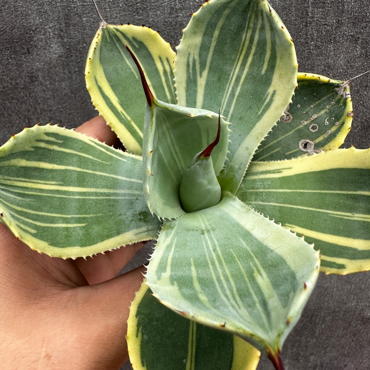 Yahoo!オークション - Q36 アガベ パリー トランカータ オリザバ 希少...