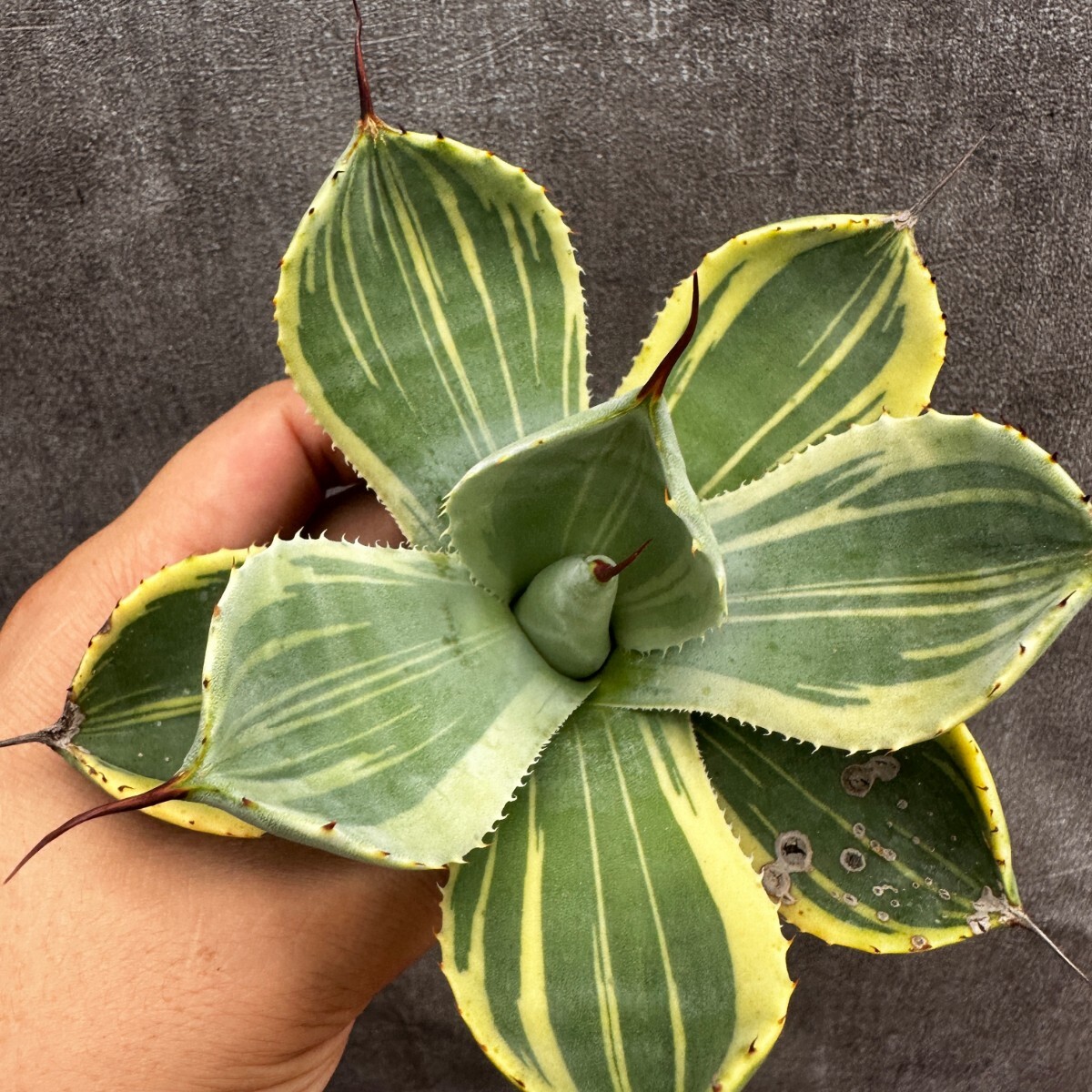 Yahoo!オークション - Q36 アガベ パリー トランカータ オリザバ 希少...