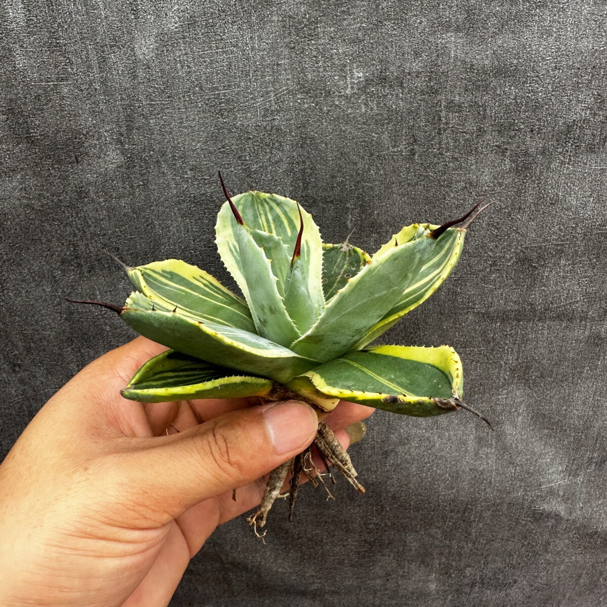 Yahoo!オークション - Q36 アガベ パリー トランカータ オリザバ 希少...