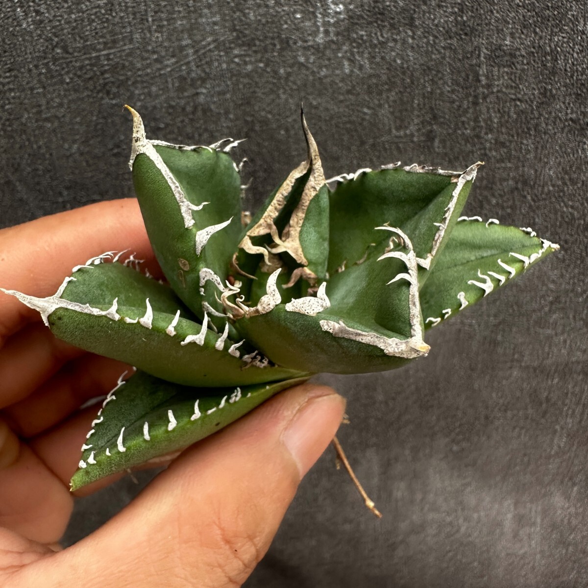 Yahoo!オークション - Q39 特選 アガベ 多肉植物 チタノタ SAD 南アフ...