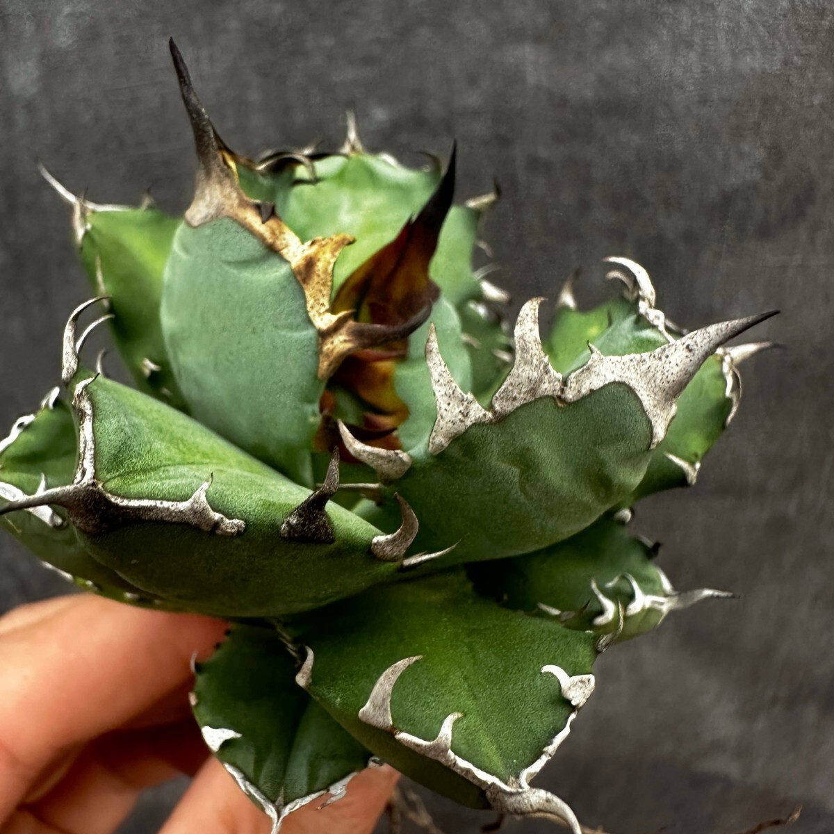 Yahoo!オークション - Q47 アガベ チタノタ 特選 達磨葉 農大 強刺