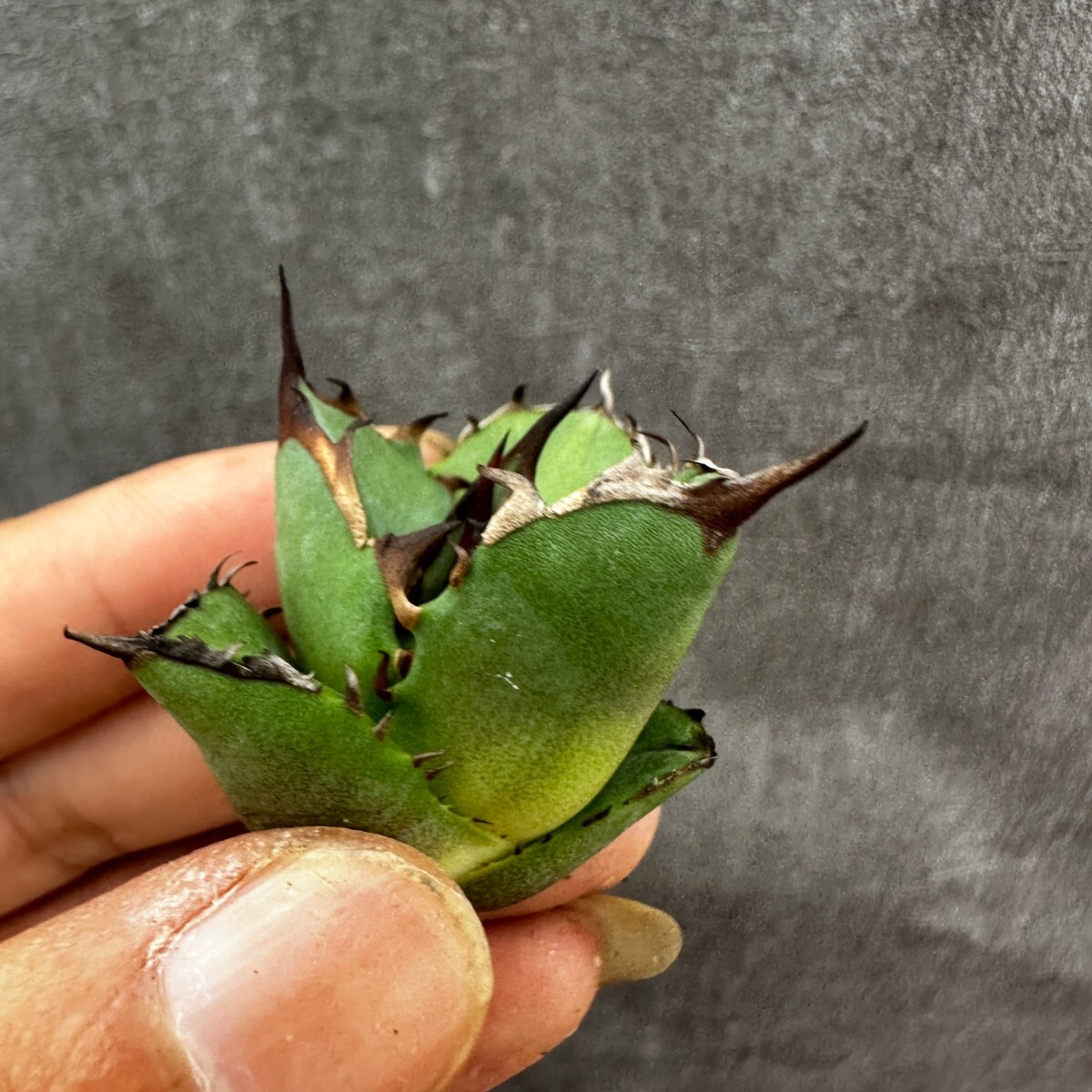 Yahoo!オークション - Q58 アガベ チタノタ 翼竜 プテラノドン 子株 ag...