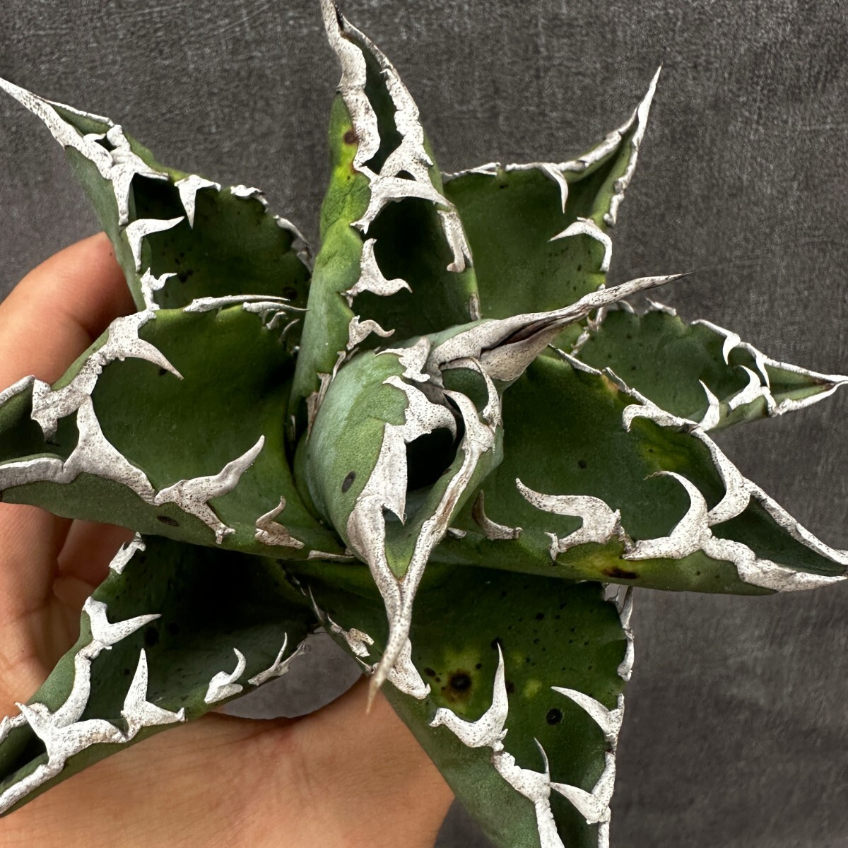 Yahoo!オークション - Q66 アガベ チタノタ オアハカ産オテロイ Oaxaca...