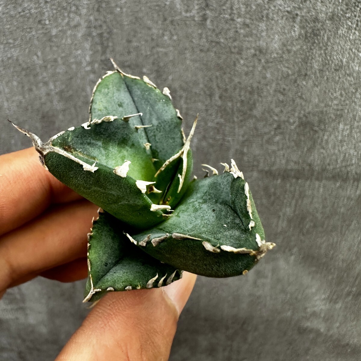 Yahoo!オークション - Q70 多肉植物 アガベ チタノタ ゴジラ GODZILLA ...