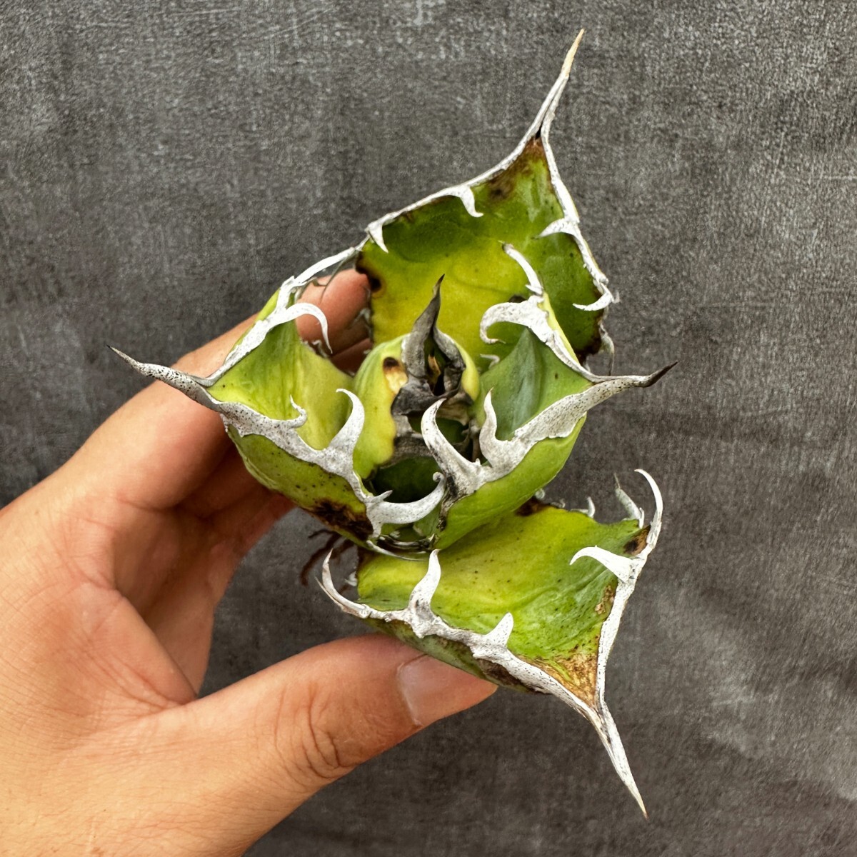 Yahoo!オークション - R24 アガベ チタノタ Agave oteroi Oaxaca speci...