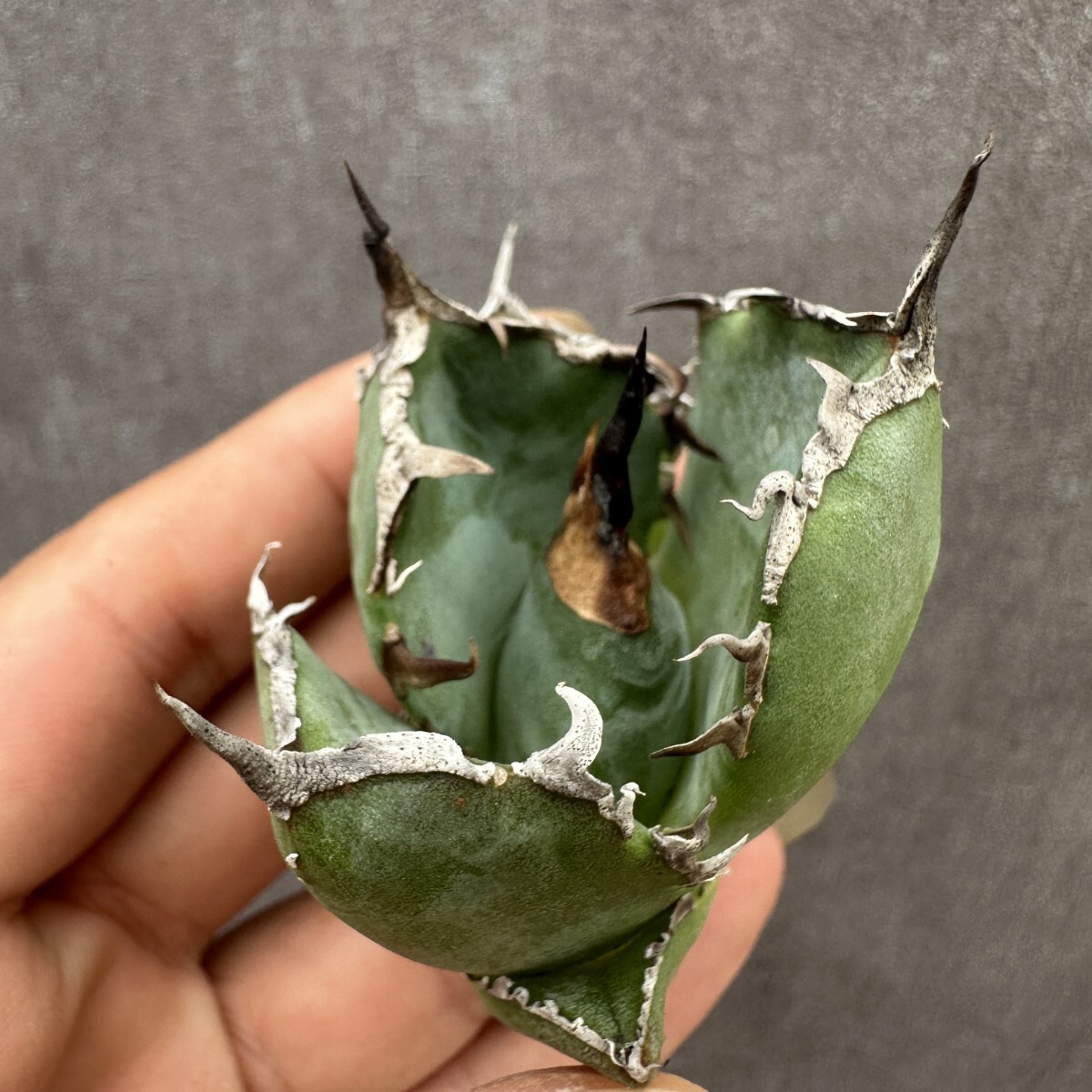 Yahoo!オークション - S43 アガベ チタノタ Agave oteroi Oaxaca speci...