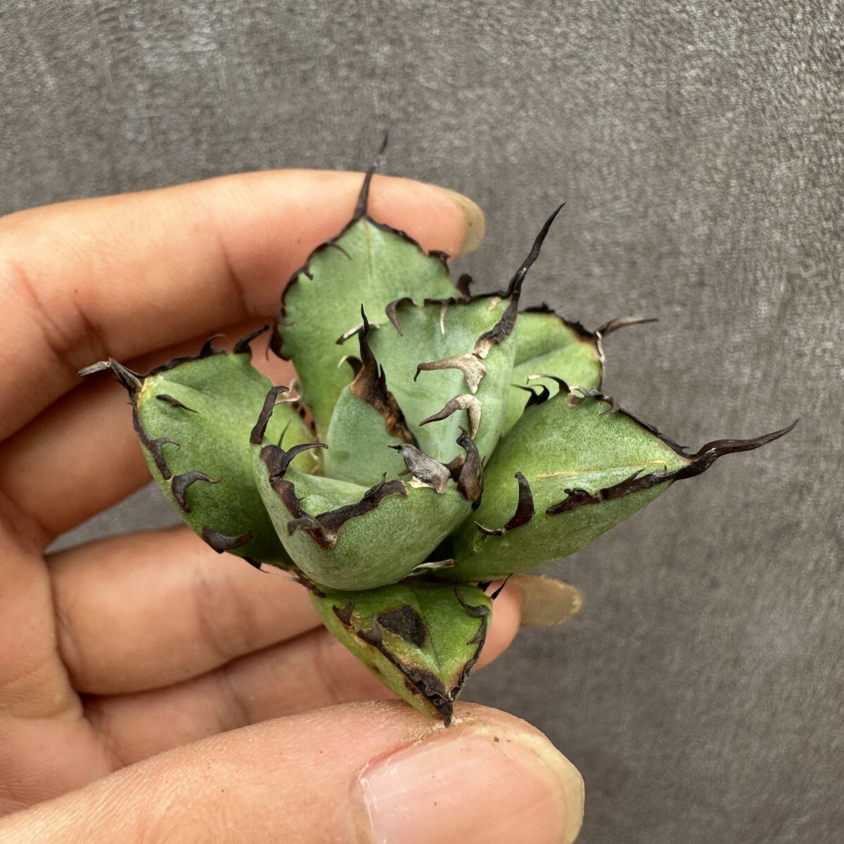 Yahoo!オークション - S49 特選 アガベ 多肉植物 チタノタ 黑鯨 強棘 ...