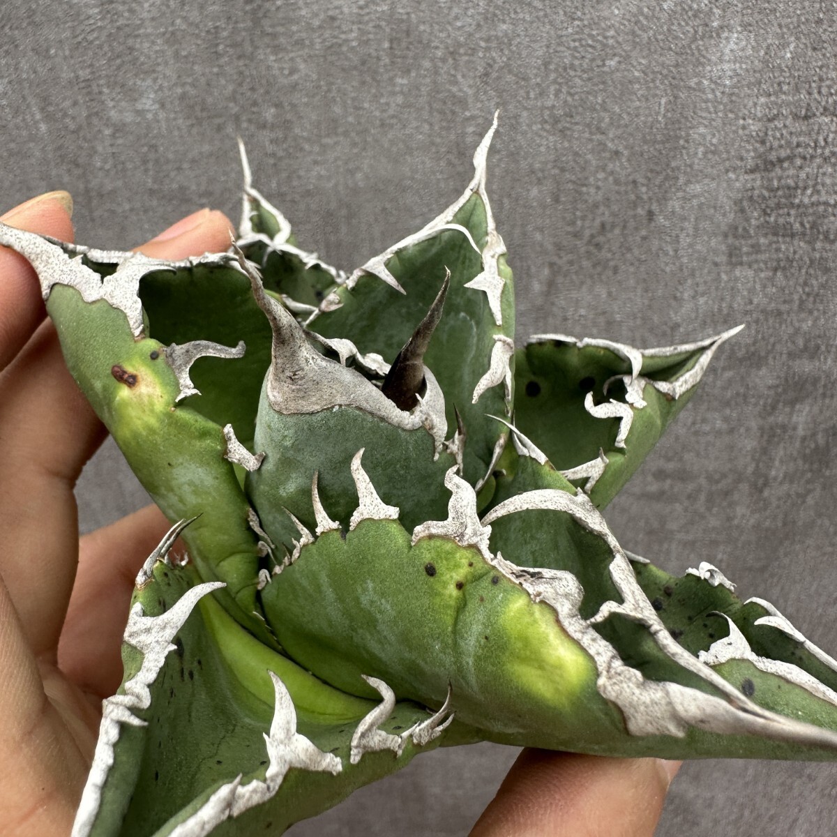 Yahoo!オークション - S66 アガベ チタノタ オアハカ産オテロイ Oaxaca...