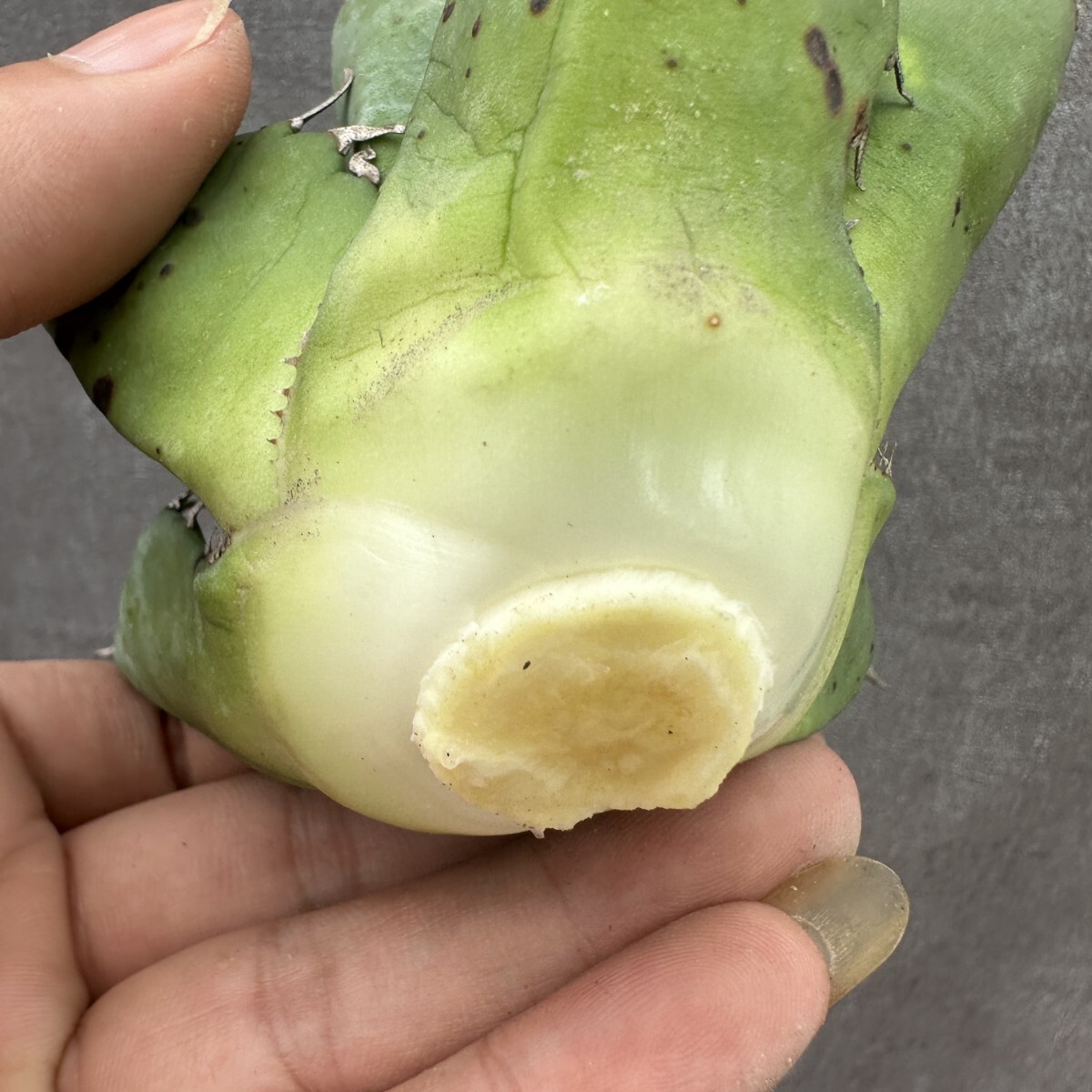 Yahoo!オークション - S66 アガベ チタノタ オアハカ産オテロイ Oaxaca...