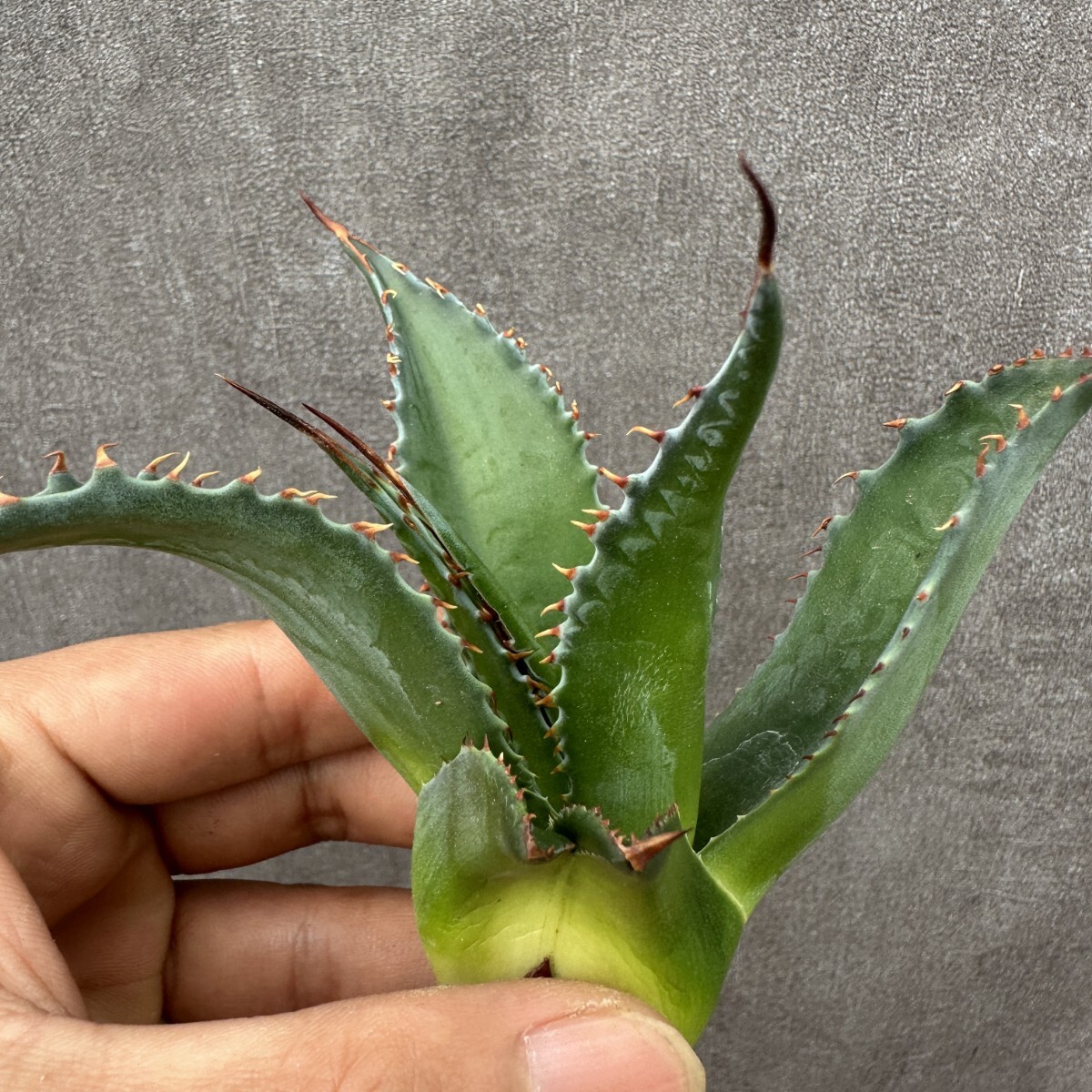 Yahoo!オークション - S68 アガベジェントリージョーズ 検（悪魔くん ...