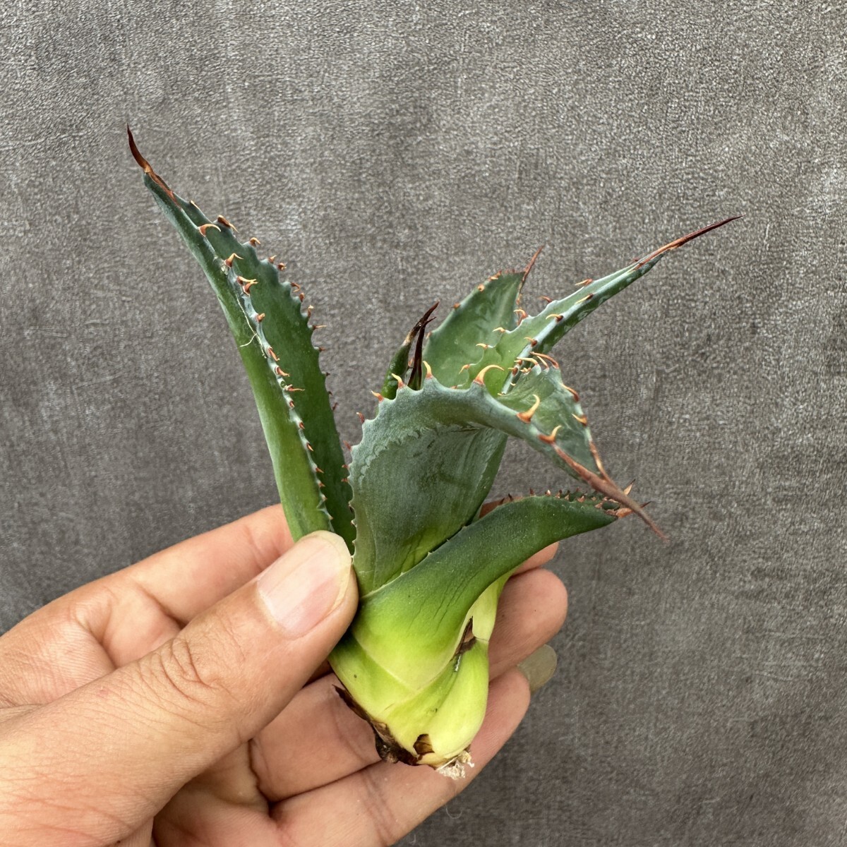 Yahoo!オークション - S68 アガベジェントリージョーズ 検（悪魔くん ...