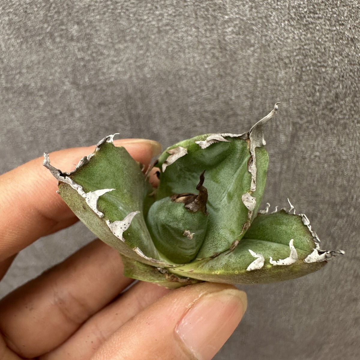 Yahoo!オークション - T39 アガベ チタノタ Agave oteroi Oaxaca speci...