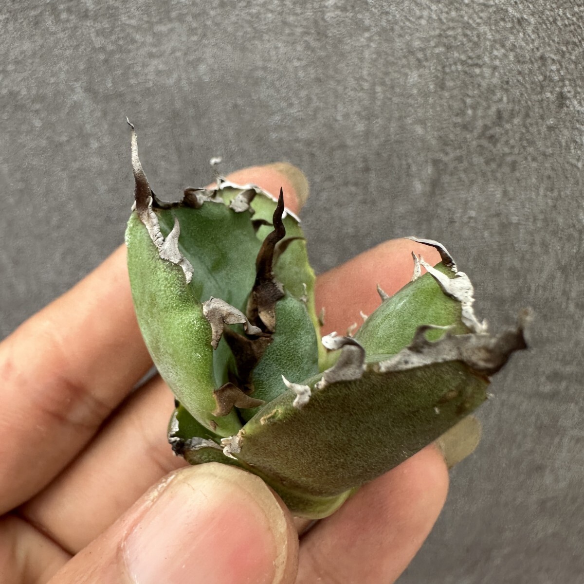 Yahoo!オークション - T39 アガベ チタノタ Agave oteroi Oaxaca speci...