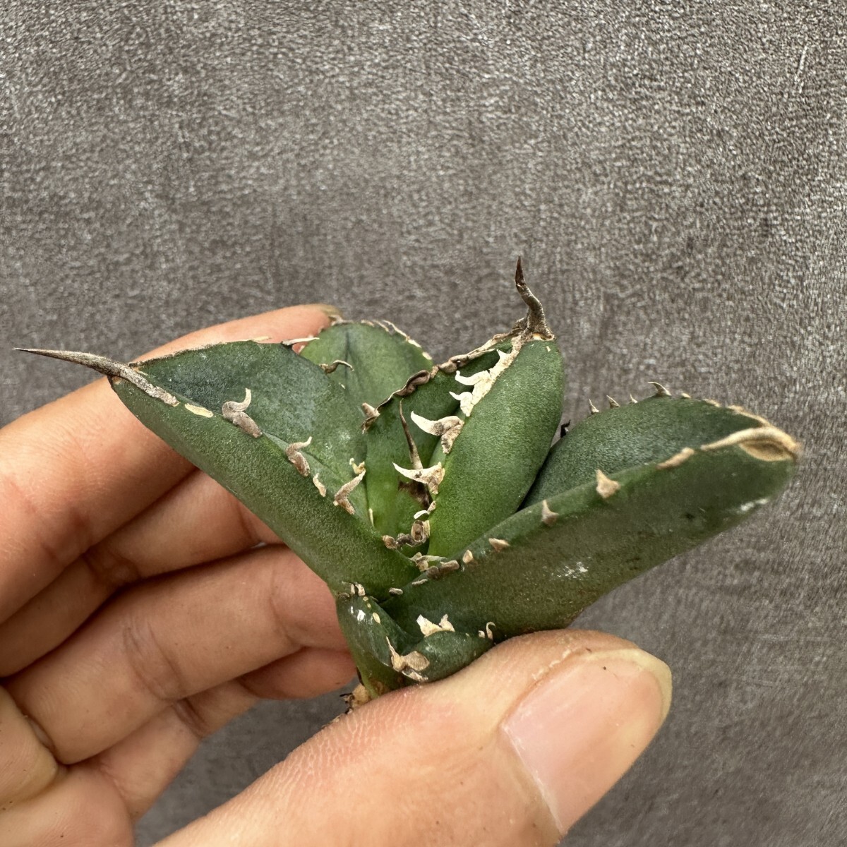 Yahoo!オークション - T59 多肉植物 アガベ チタノタ ゴジラ GODZILLA ...