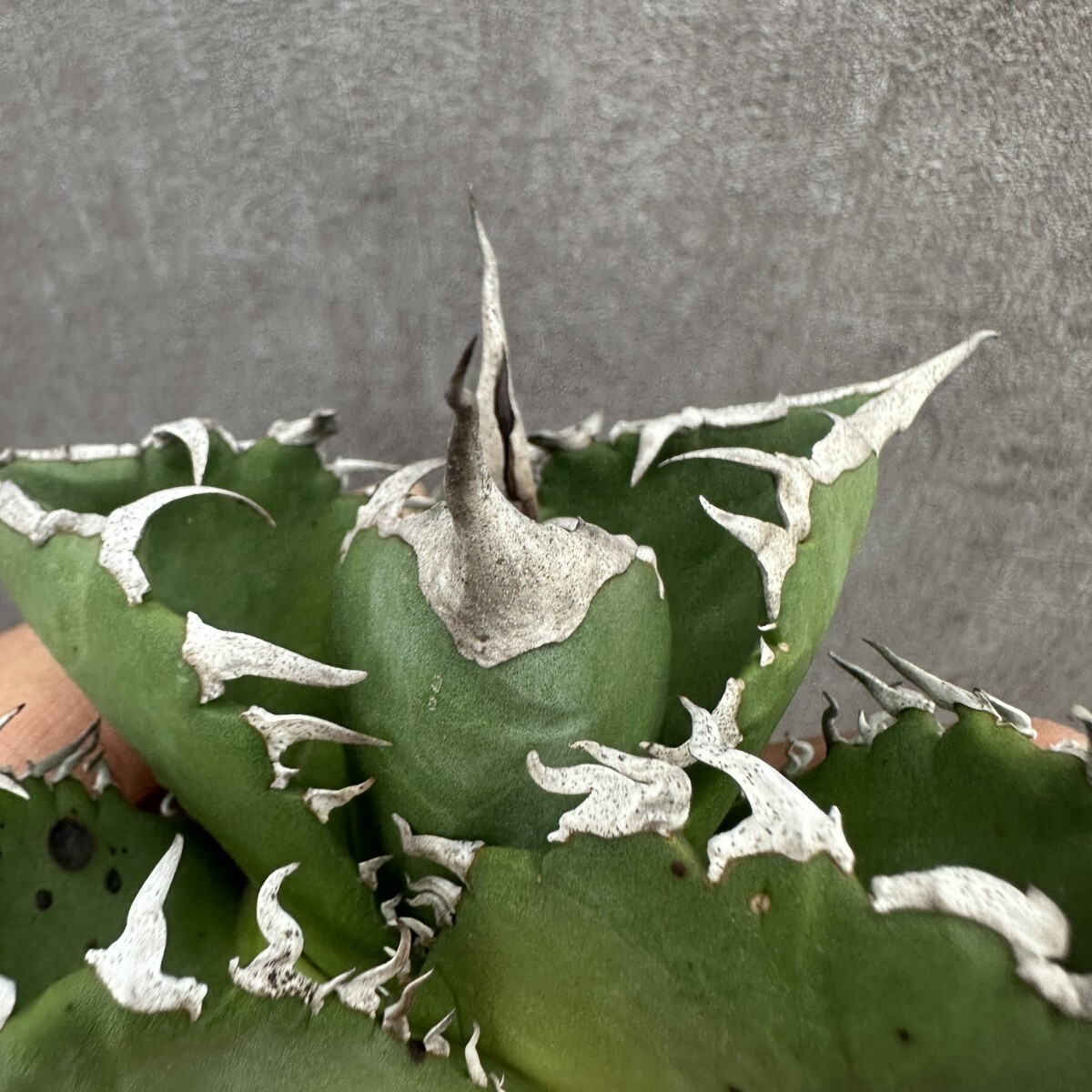 Yahoo!オークション - T67 アガベ チタノタ Agave oteroi Oaxaca speci...