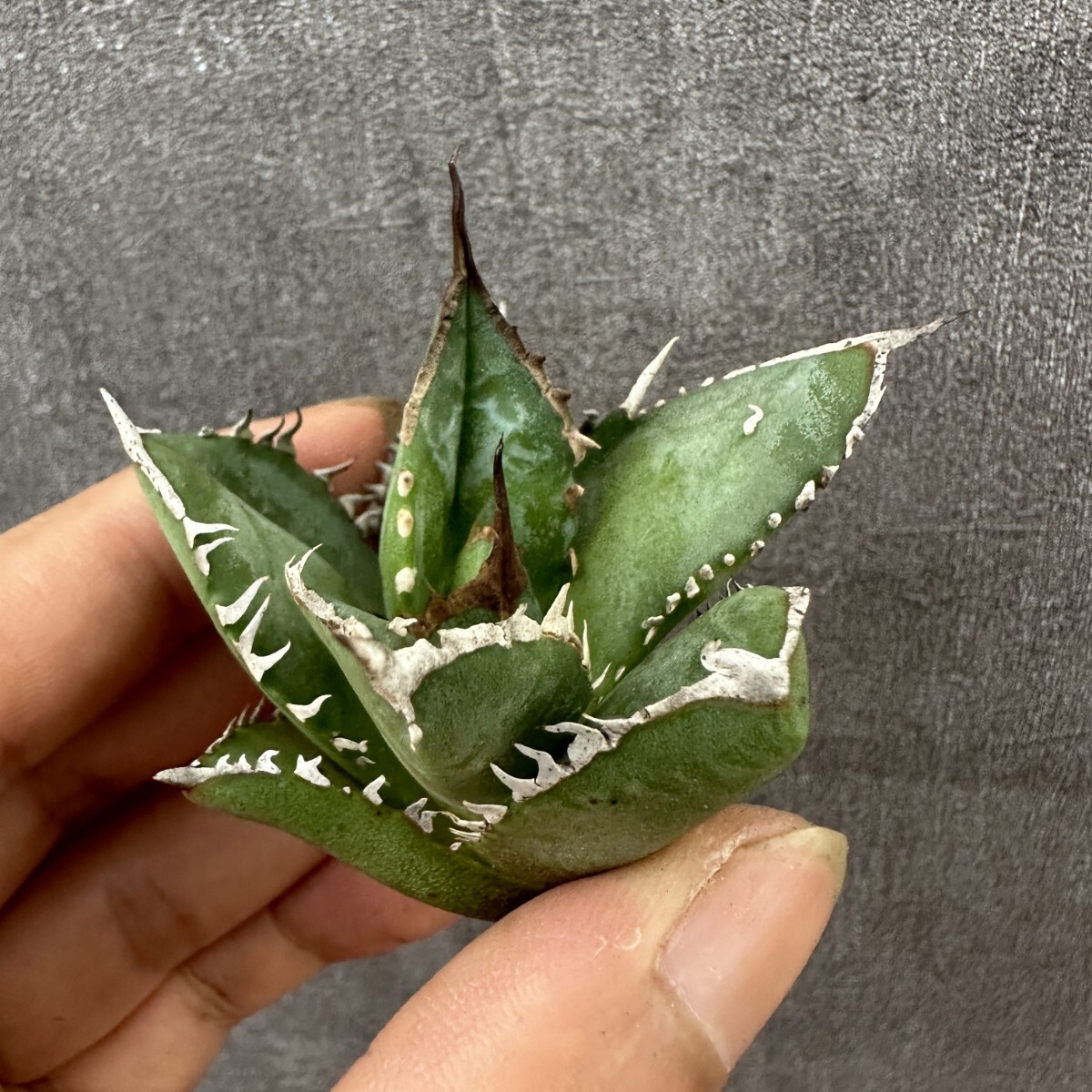 Yahoo!オークション - V29 【AGAVE TITANOTA 白嵐】アガベ チタノタ 子...