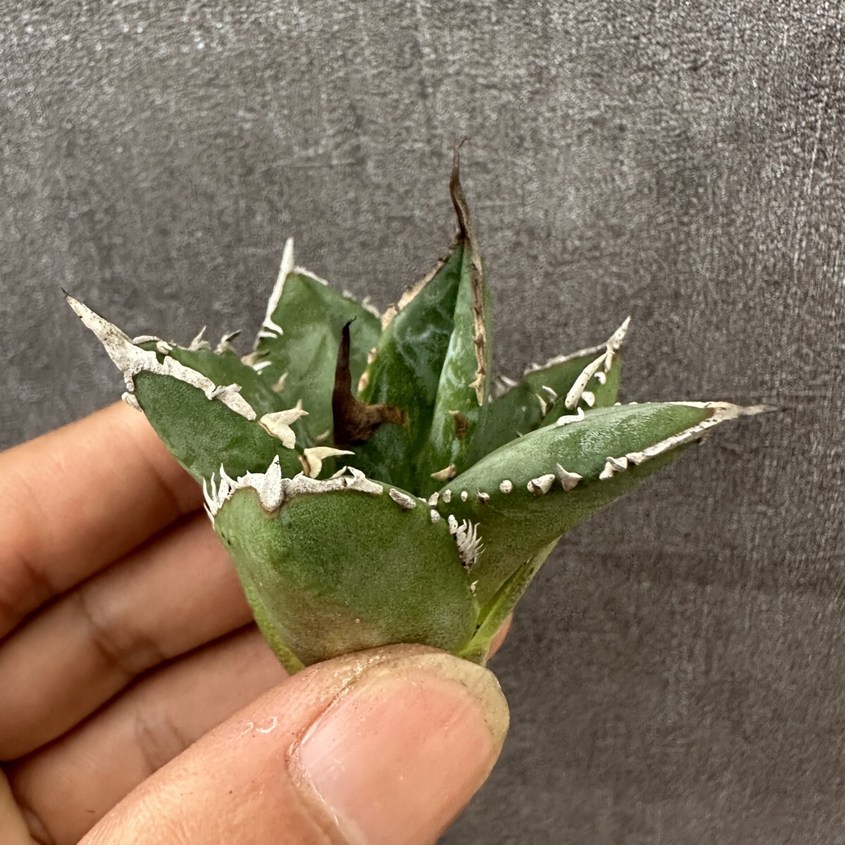 Yahoo!オークション - V29 【AGAVE TITANOTA 白嵐】アガベ チタノタ 子...