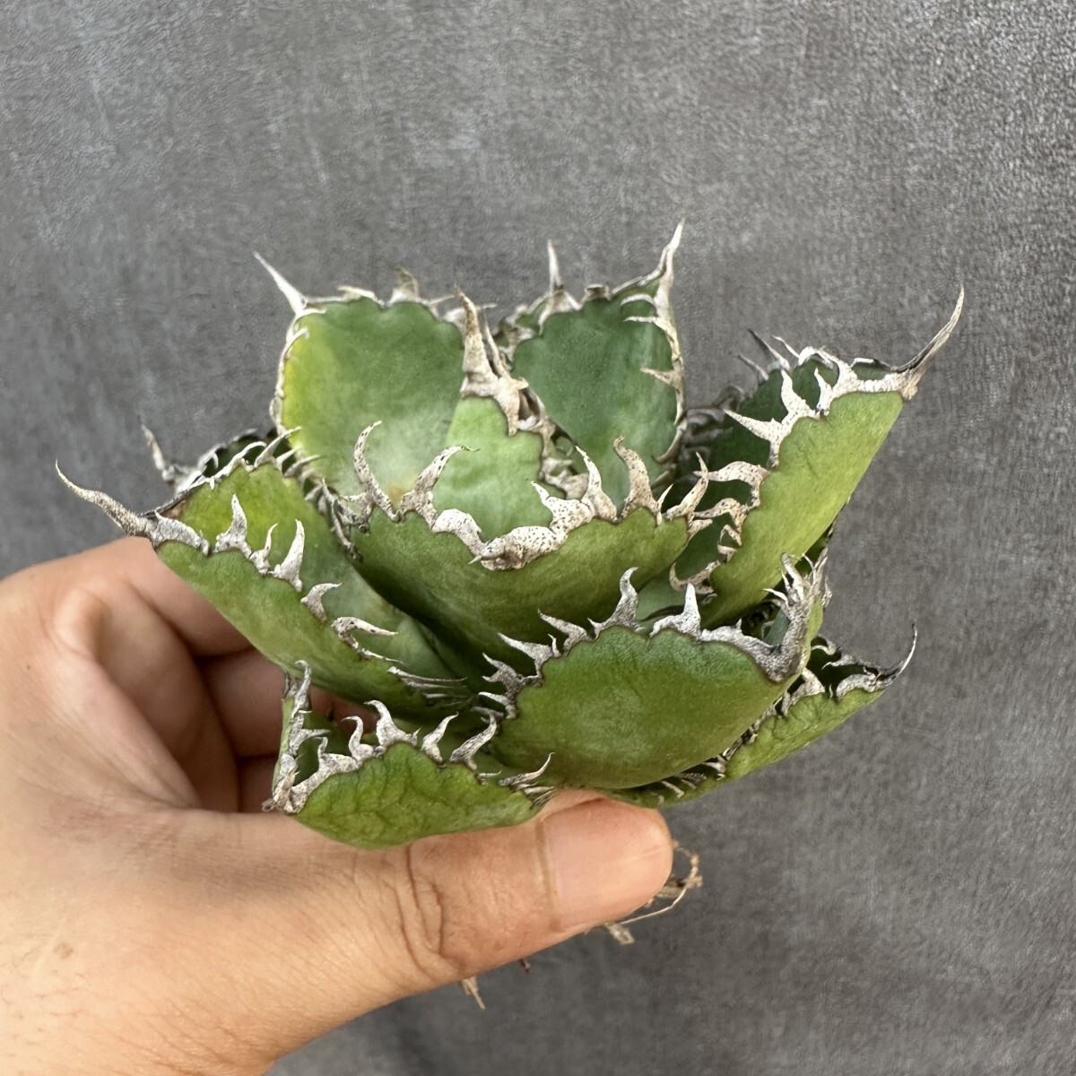 Yahoo!オークション - W42 アガベ チタノタ 多肉植物 フィリグリー 圓...