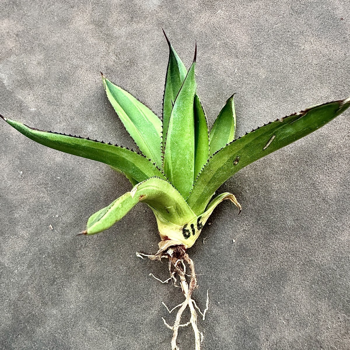 Yahoo!オークション - 【Lj_plants】W616 多肉植物 アガベ Red Skyline...