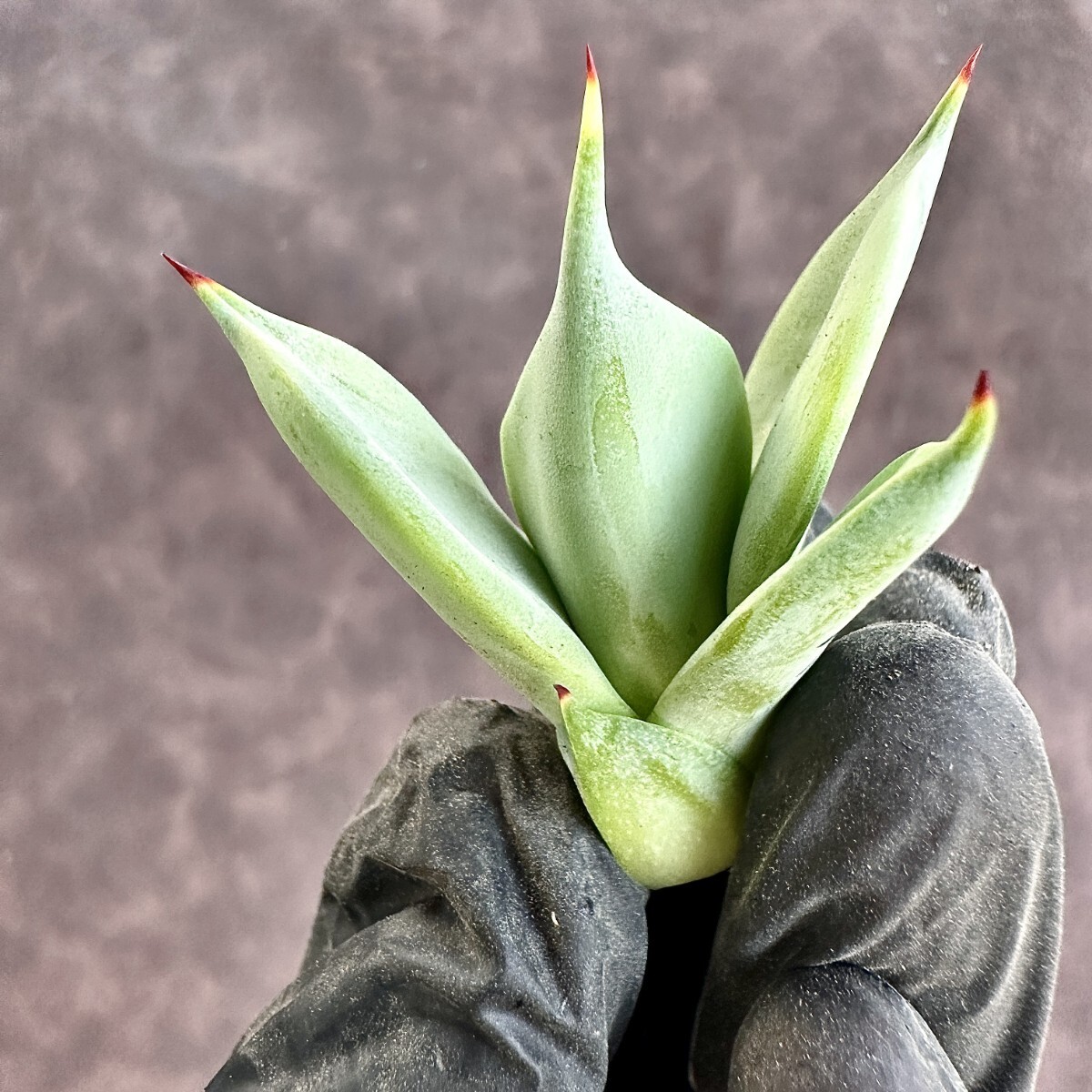 Yahoo!オークション - 【Lj_plants】W731 多肉植物 アガベ イシスメン...