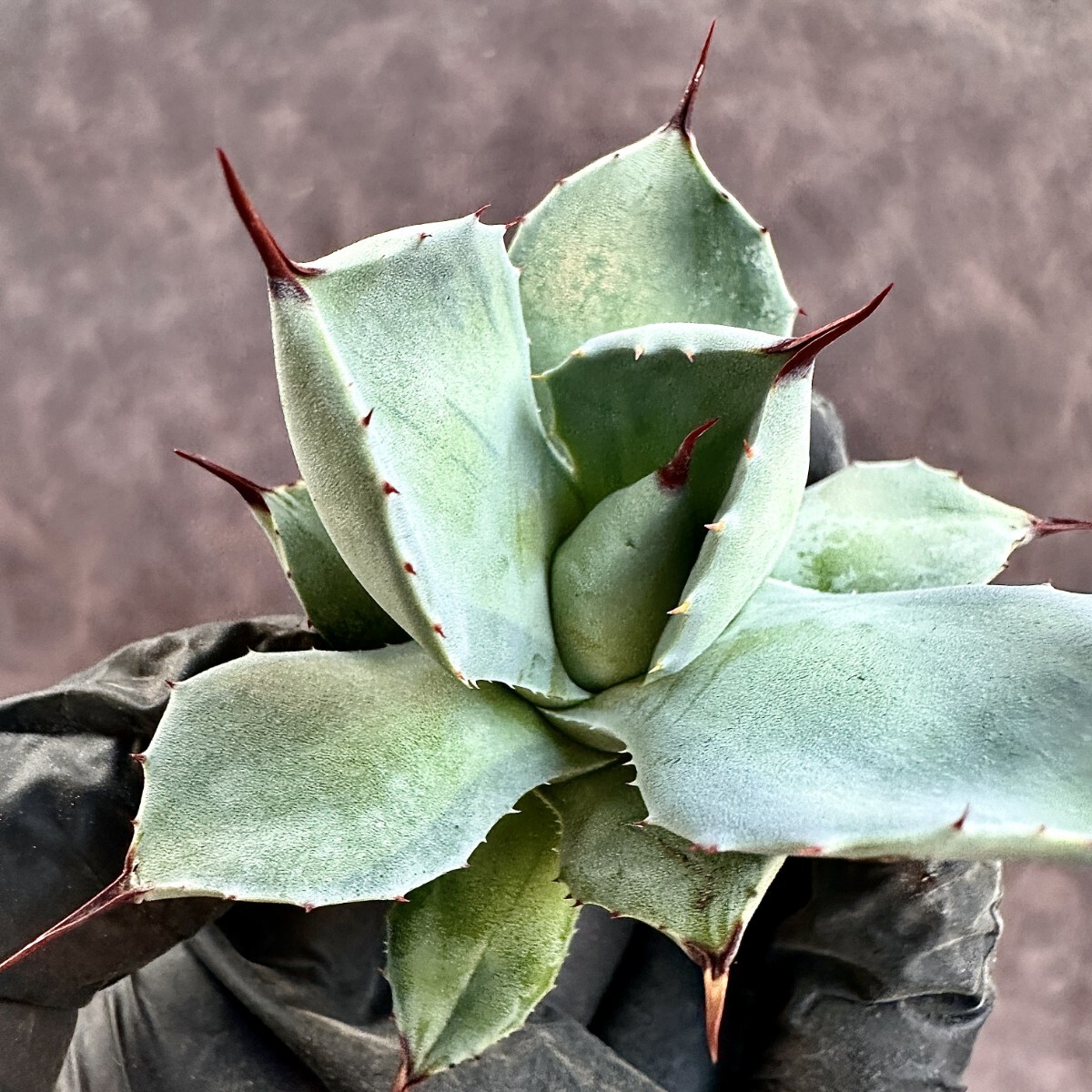 Yahoo!オークション - 【Lj_plants】W736 激レア高級品種 多肉植物 ア...