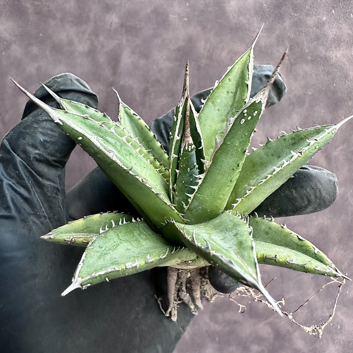 Yahoo!オークション - 【Lj_plants】W929 厳選 アガベ チタノタ 帝君 a...