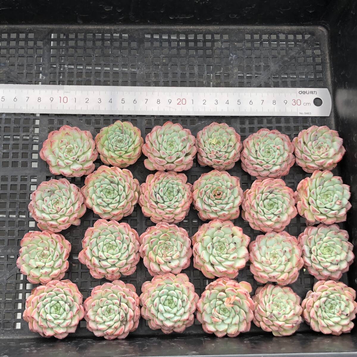 Yahoo!オークション - エケベリア24個 0813-D027 ブルーミニマ 多肉植...