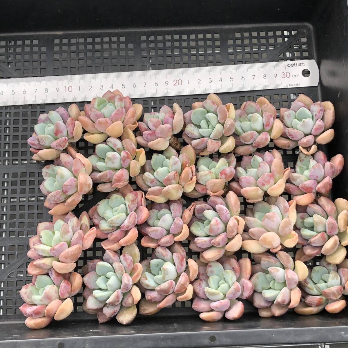 Yahoo!オークション - エケベリア24個 0813-D030 スポットサービダエ（...