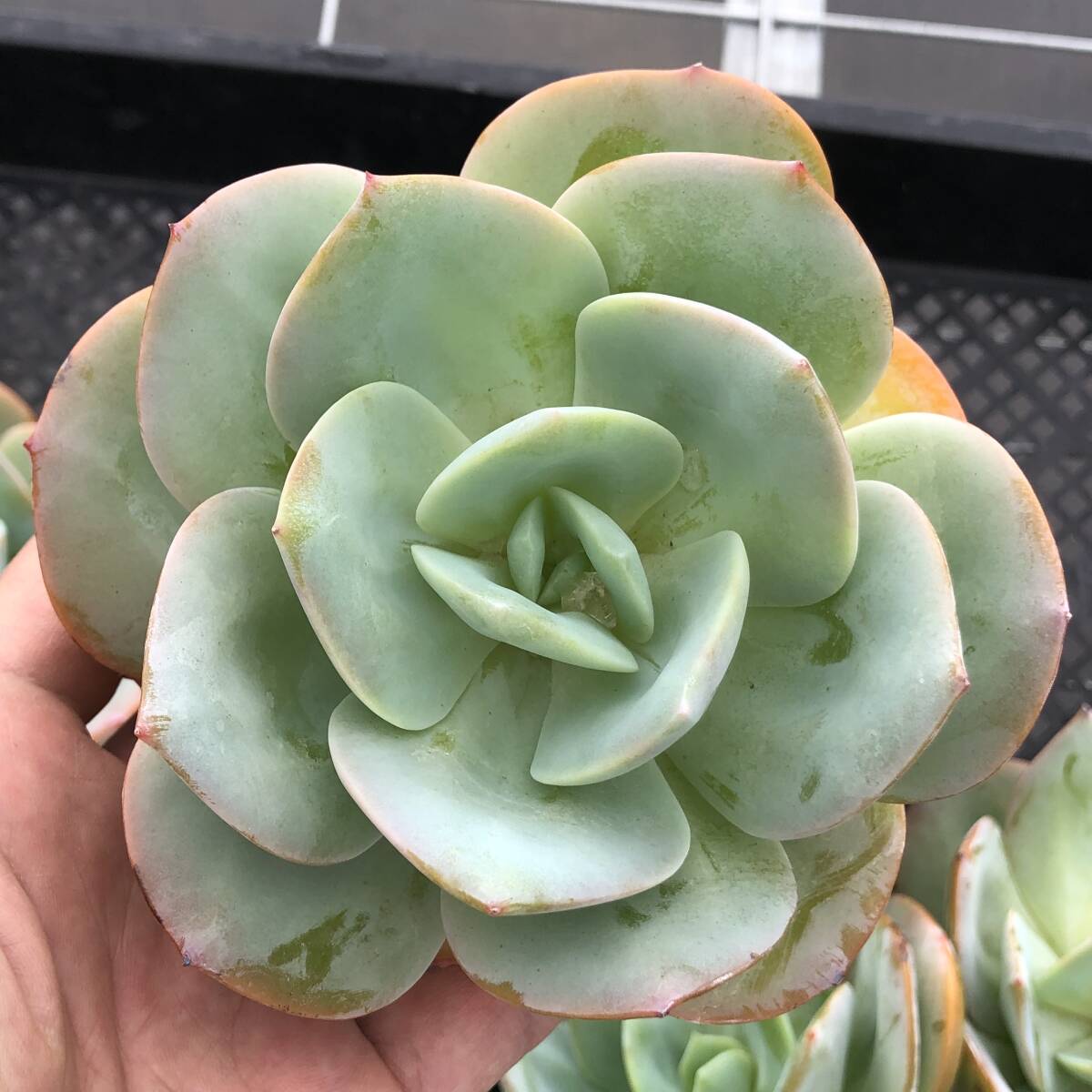 Yahoo!オークション - エケベリア10個 0813-K016 ホワイトフェニックス...